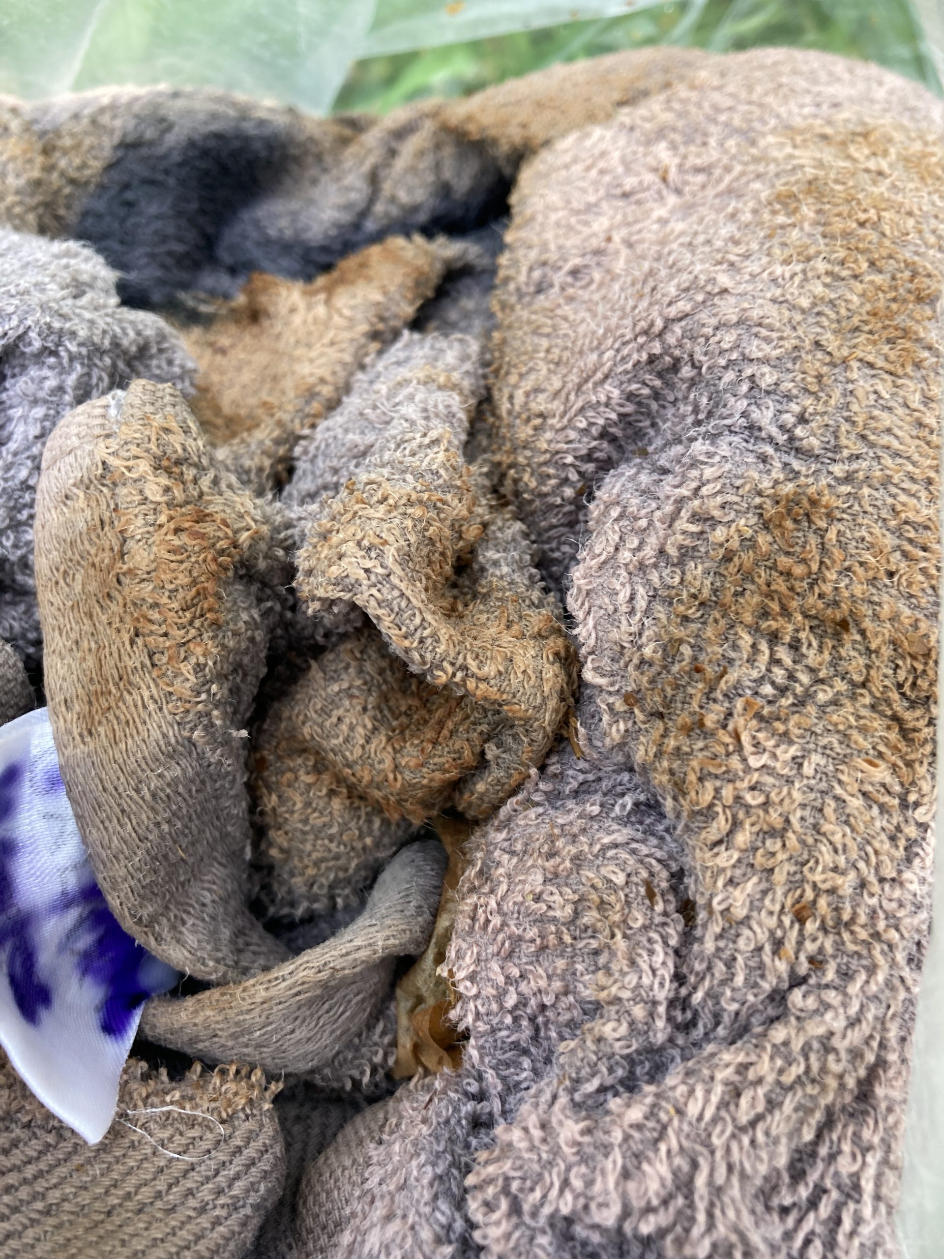 Towelling with rusting dis-used objects from home – Wendy Lawson